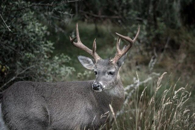 Do Deer Have Horns or Antlers? Understanding the Differences and ...