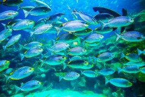 Do Fish Have Emotions? Exploring the Science Behind Fish Emotions ...